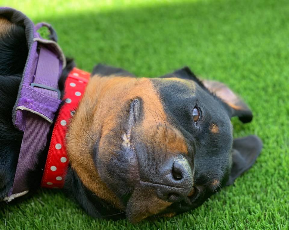 Settling Your New Dog - Edinburgh Dog & Cat Home