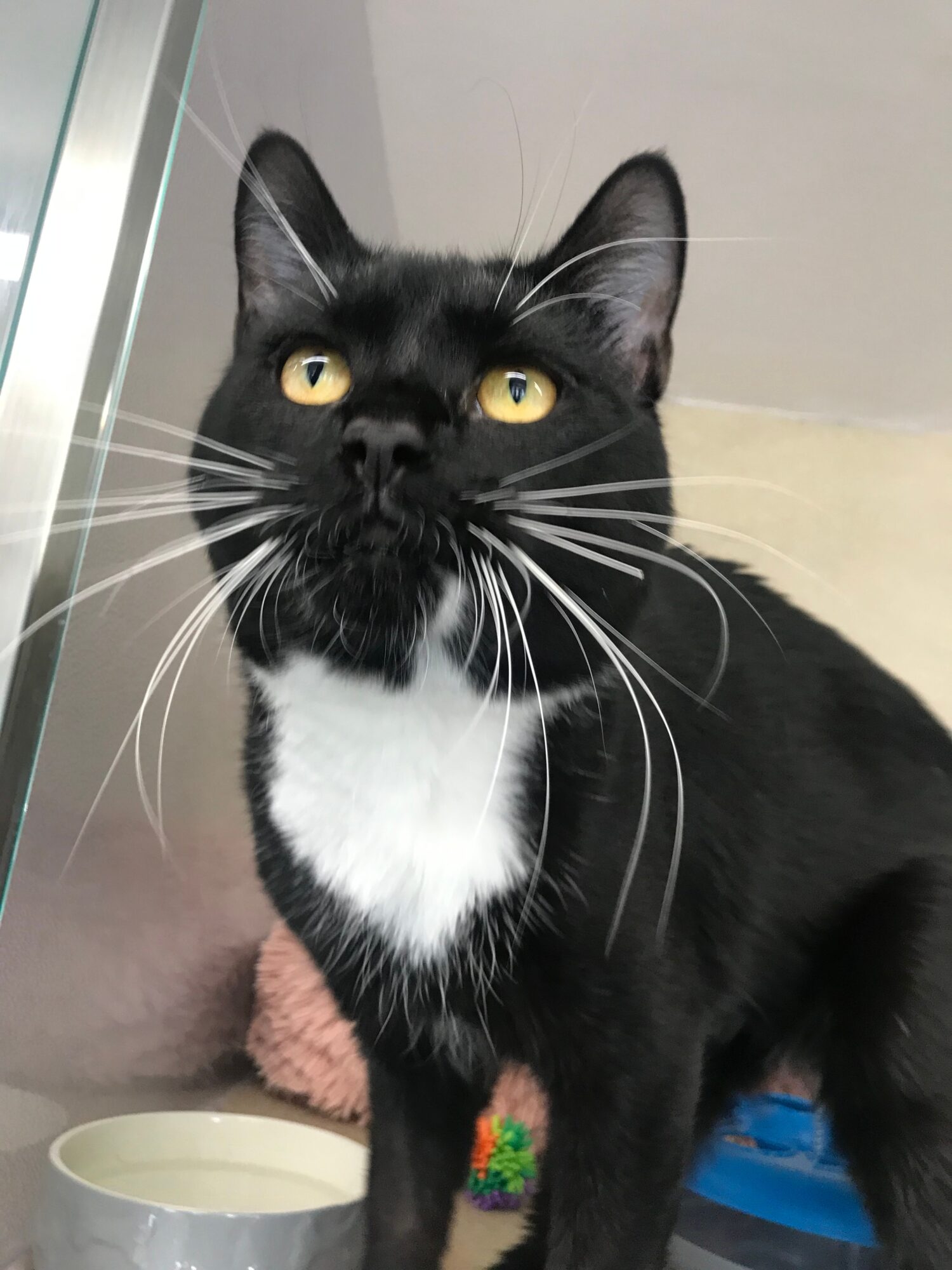 Cats for Adoption - Edinburgh Dog & Cat Home