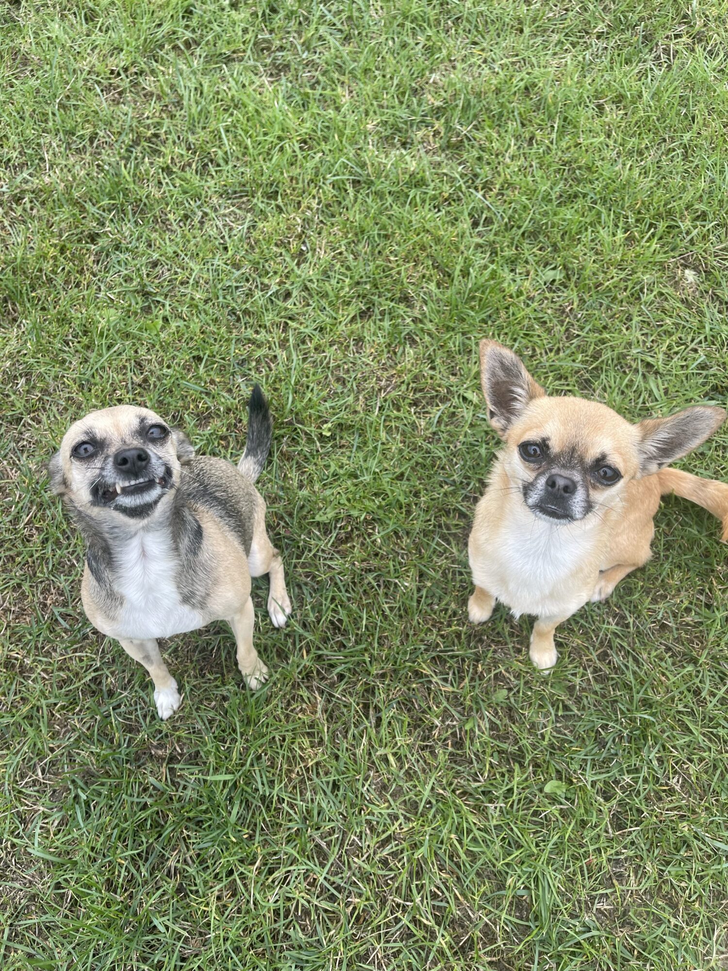 Meet Our Dogs - Edinburgh Dog & Cat Home