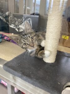 Cats for Adoption - Edinburgh Dog & Cat Home