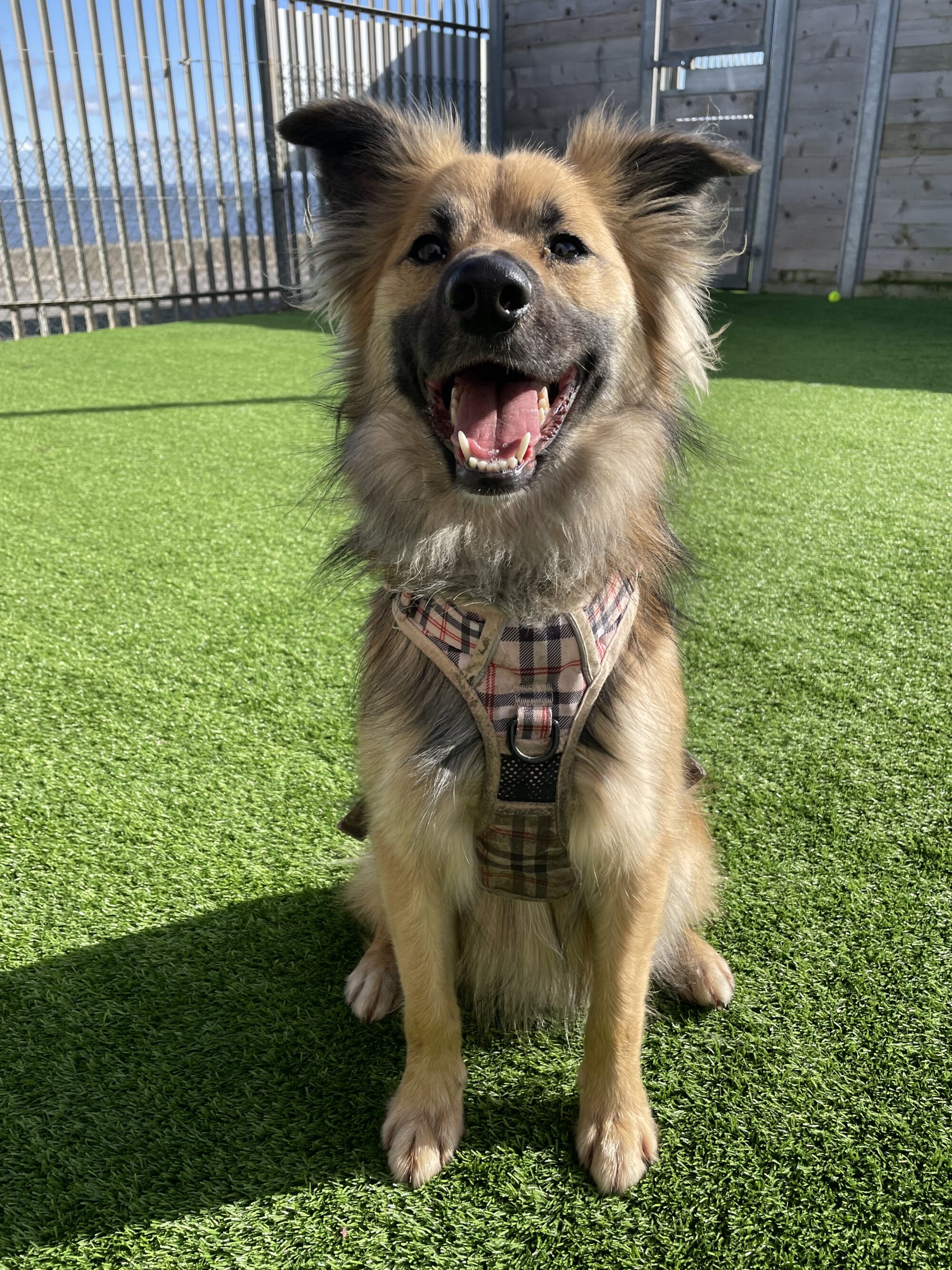 Rescue Dogs - Edinburgh Dog & Cat Home