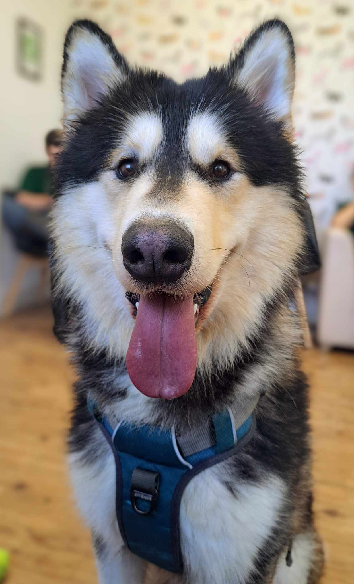 Rescue Dogs - Edinburgh Dog & Cat Home