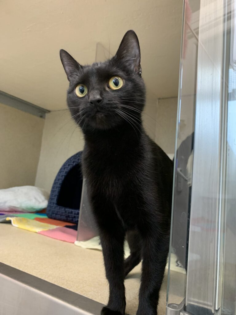 Cats for Adoption - Edinburgh Dog & Cat Home