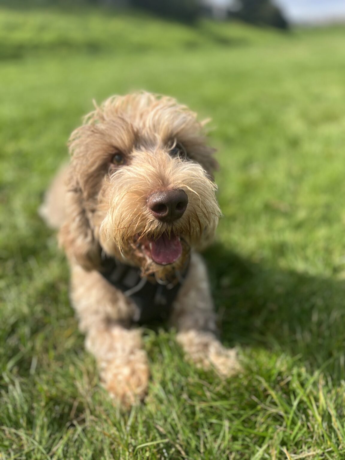 Rescue Dogs - Edinburgh Dog & Cat Home