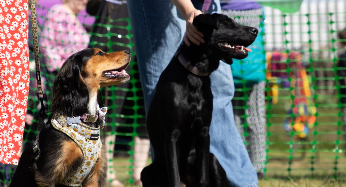 Open Day 2023 - Thank you! - Edinburgh Dog & Cat Home