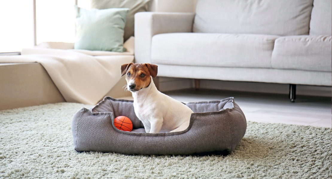 Microchipping Your Dog - Edinburgh Dog & Cat Home