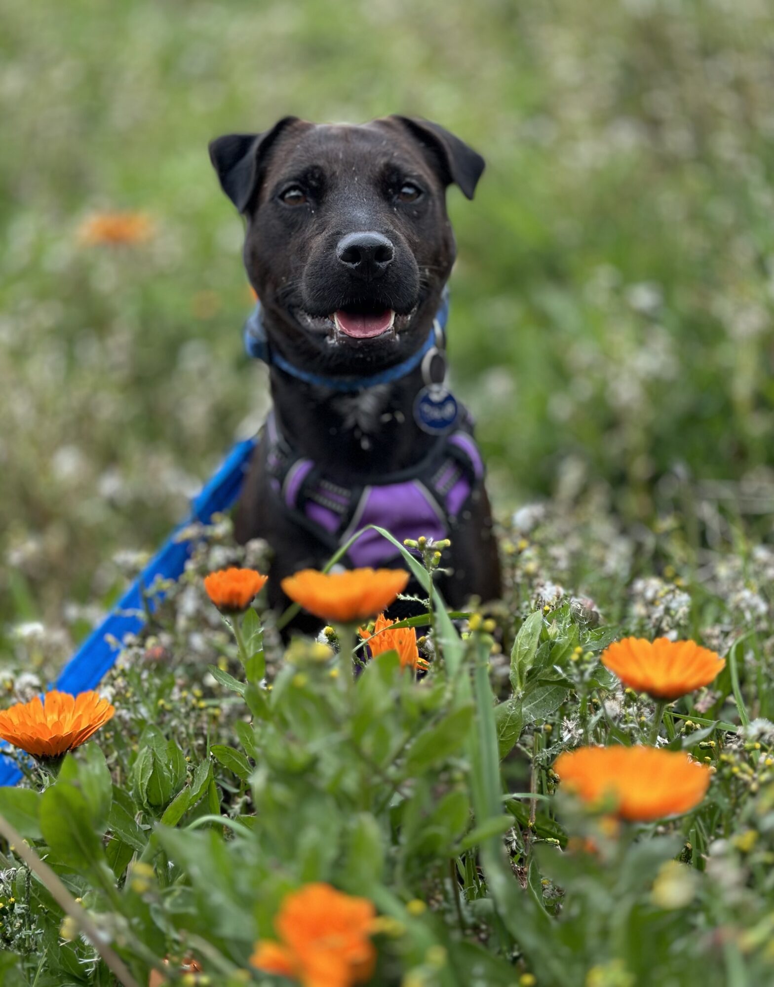 Adopt a Dog - Edinburgh Dog and Cat Home