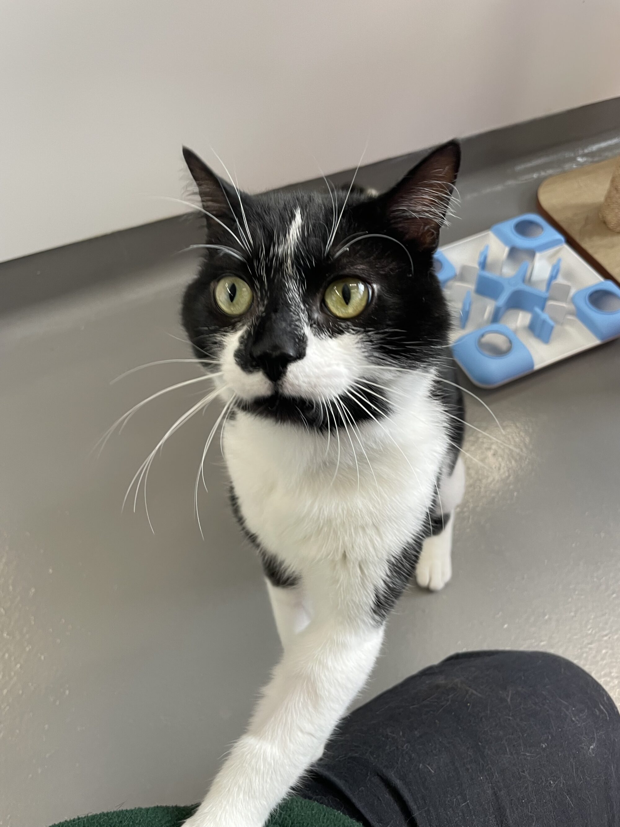 Cats for Adoption - Edinburgh Dog & Cat Home