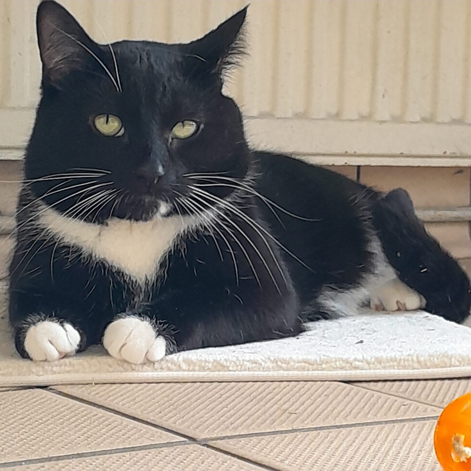 Cats for Adoption - Edinburgh Dog & Cat Home