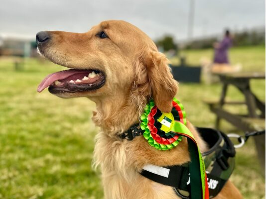 Edinburgh Dog and Cat Home | Love Without Limits