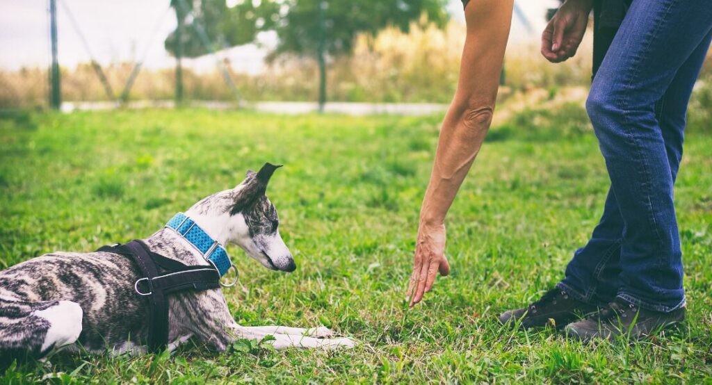 Is rehoming right for you? 3 things to consider before adopting a ...