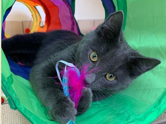 Settling In Your New Cat - Edinburgh Dog & Cat Home