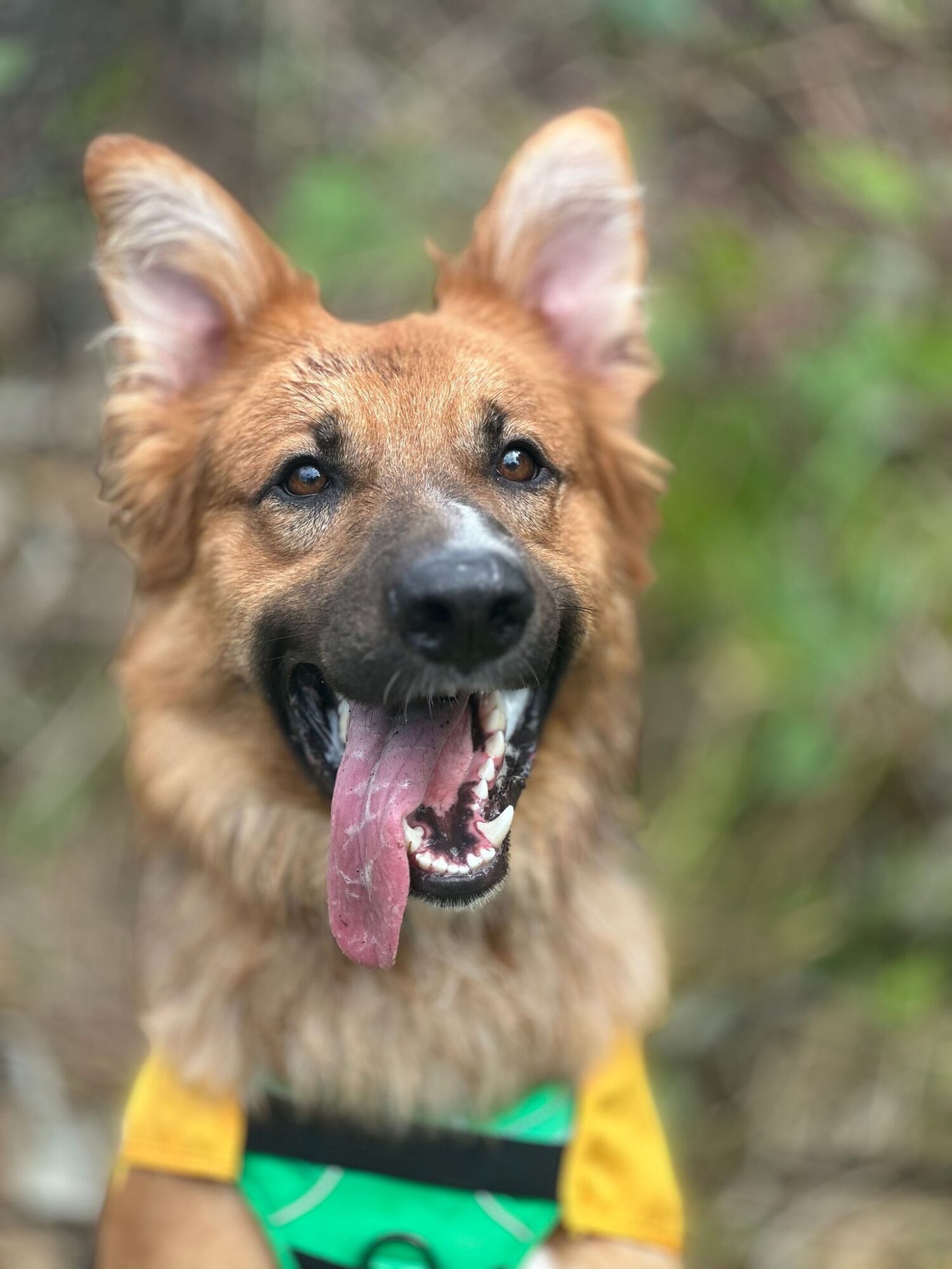 Adopt a Dog - Edinburgh Dog and Cat Home