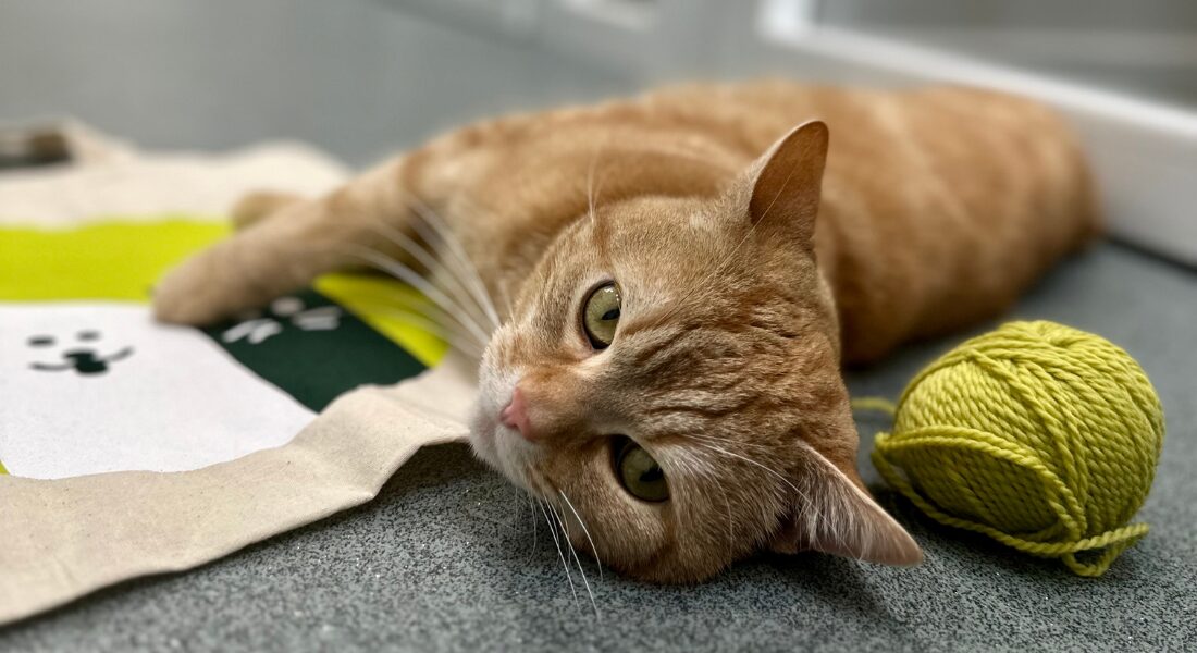 Our Home - Edinburgh Dog & Cat Home