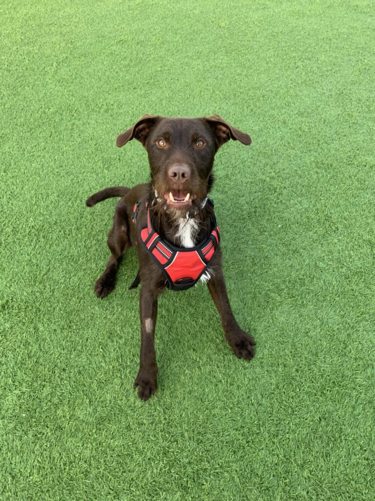 Adopt a Dog - Edinburgh Dog and Cat Home