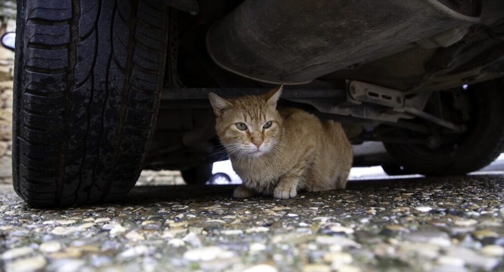 How to check your car for cats in cold weather - Edinburgh Dog & Cat Home