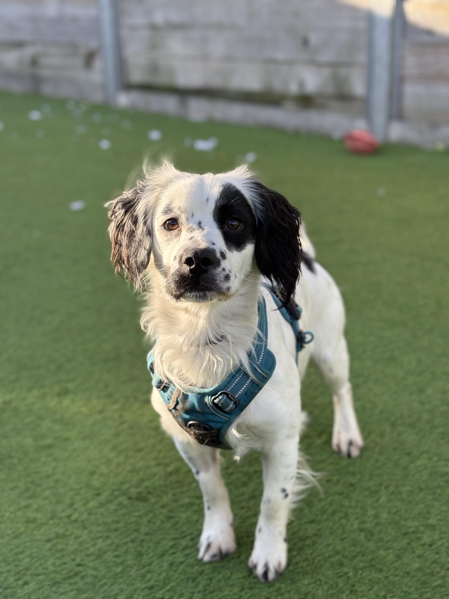 Adopt a Dog - Edinburgh Dog and Cat Home