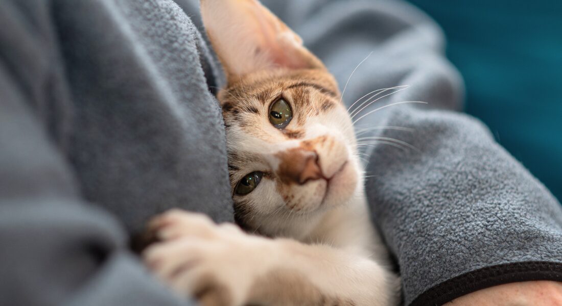 Cat First Aid - Edinburgh Dog & Cat Home