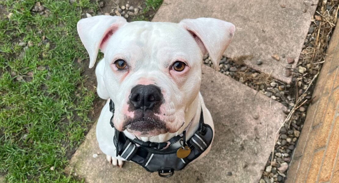 Breed traits of bulldogs - Edinburgh Dog & Cat Home