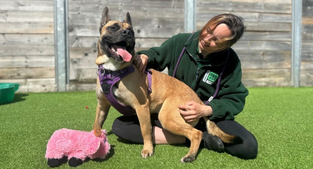 Breed traits of bulldogs - Edinburgh Dog & Cat Home