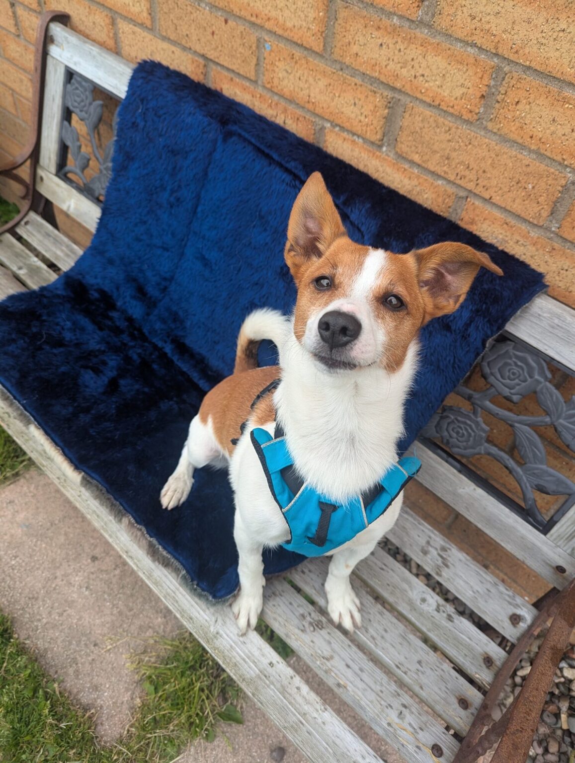 Adopt a Dog - Edinburgh Dog and Cat Home