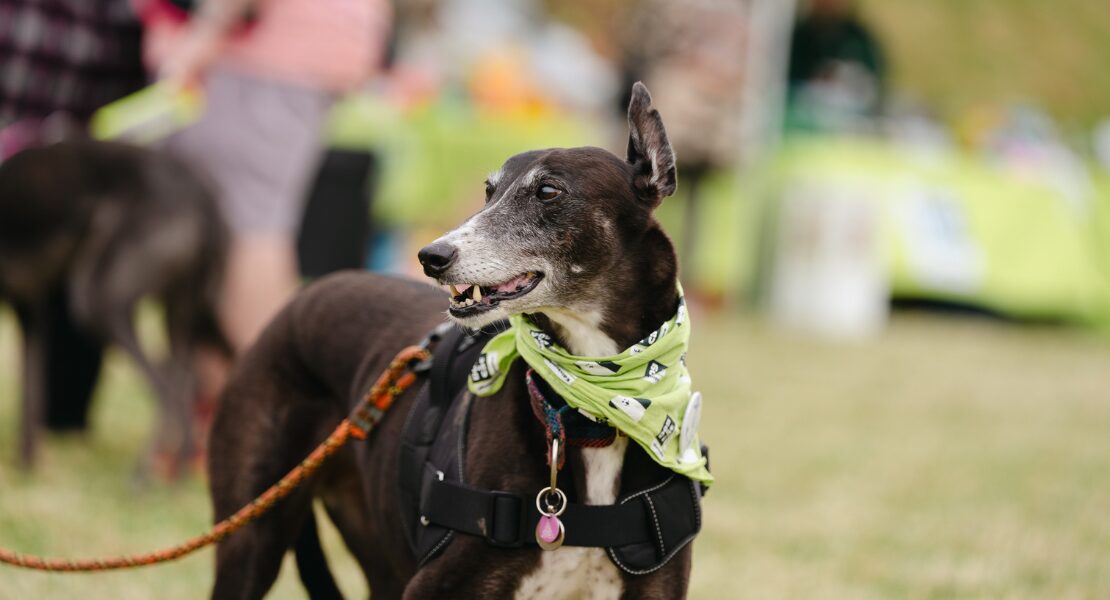 Breed traits of Lurchers and Sighthounds - Edinburgh Dog & Cat Home