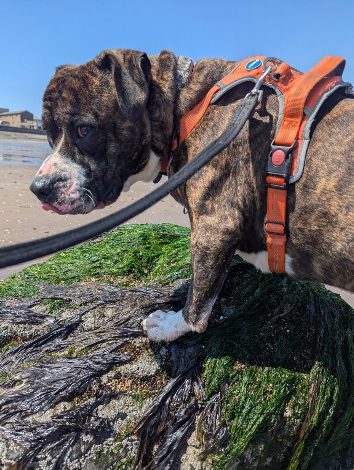 Benny - Edinburgh Dog & Cat Home