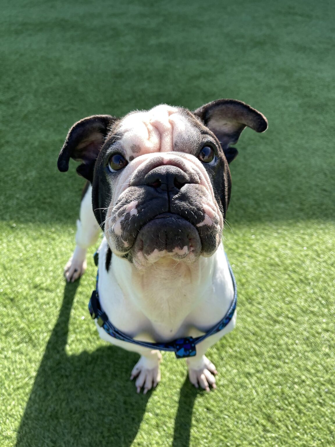 Gus - Edinburgh Dog & Cat Home