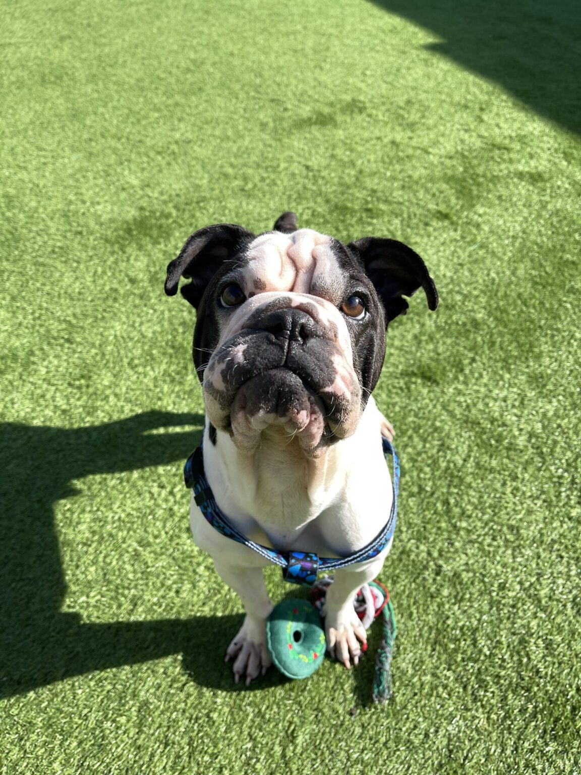 Gus - Edinburgh Dog & Cat Home